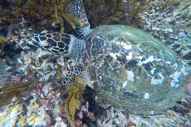 Private Bali Snorkling at blue lagoon - Why Choose the Private Bali Snorkeling at Blue Lagoon?