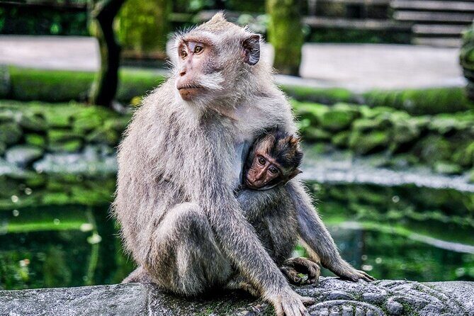 Private Bali Tour - All Inclusive - Stop 3: Tirta Empul Temple