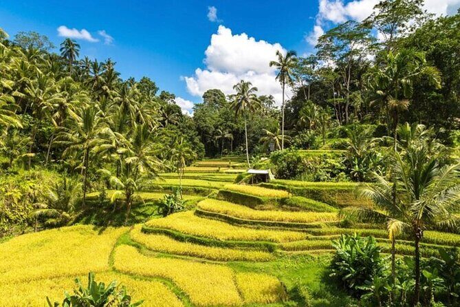 Private Bali Tour - All Inclusive - Stop 5: Kintamani Highland