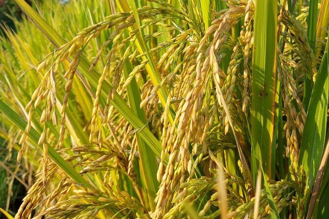 Private Balinese Village and Tanah Lot Temple Cultural Tour - What’s Included and Practical Details