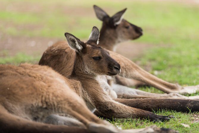 Private Ballarat and Sovereign Hill Tour from Melbourne - FAQ
