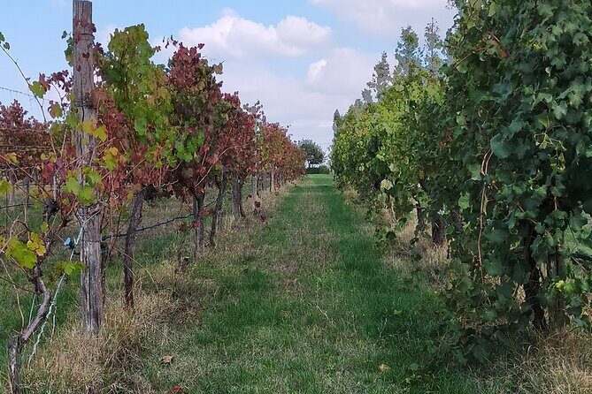 Private Balsamic vinegar & Parmigiano Reggiano factory visits - Final Thoughts: An Authentic Taste of Modena’s Food Heritage