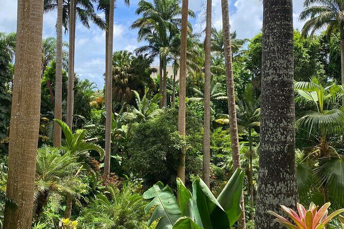 Private Barbados Island Tour - What the Reviews Say