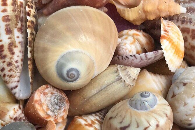 Private Barrier Island Shelling Tour - FAQs