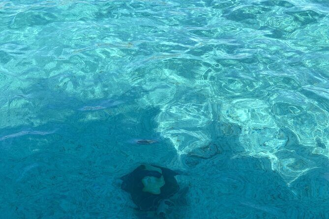 Private Beach Day Snorkeling and Swimming with Pig in Rose Island - Key Points