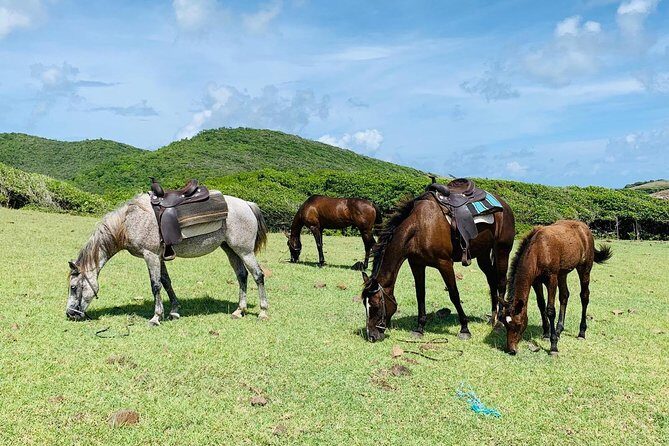 Private Beach Horseback Ride with Sandy Hoofs St. Lucia - FAQ