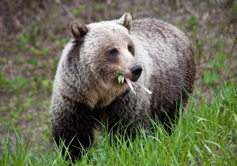 PRIVATE: Bear Country Hiking Tour - 4H Adventure - Key Points