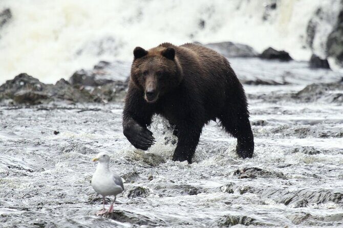 Private Bear Viewing at Waterfall Creek - Key Points