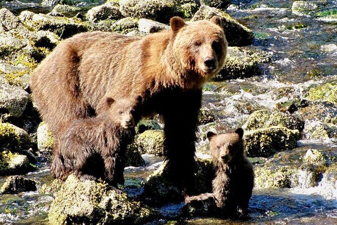 Private Bear Viewing at Waterfall Creek - An In-Depth Look at the Experience