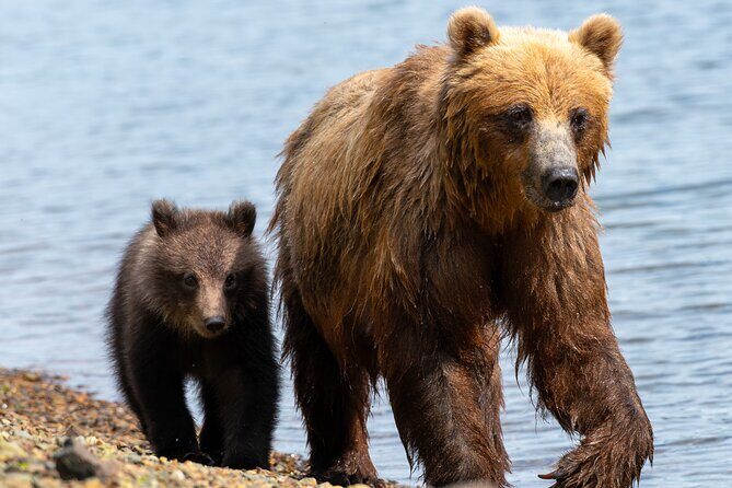 Private Bear Viewing By Seaplane - The Itinerary: From Start to Finish