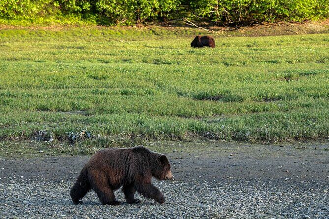 Private Bear Viewing By Seaplane - Responsible Tourism and Environmental Impact