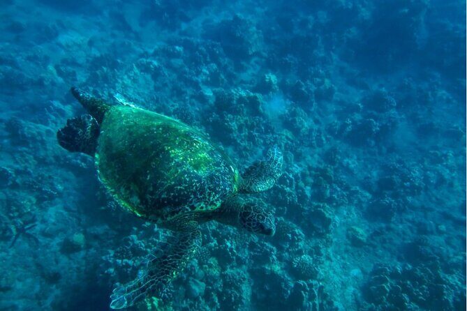 Private Beginner Paddleboard Lesson with Snorkel in Turtle Town - FAQs