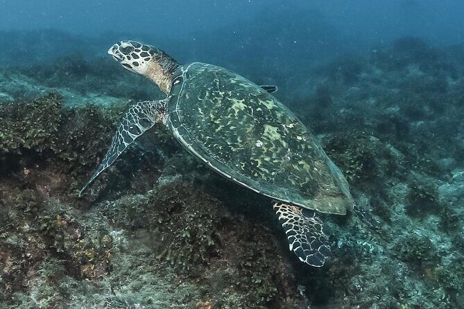 Private Beginner Scuba Diving Experience in Cabo San Lucas - Introduction to the Experience