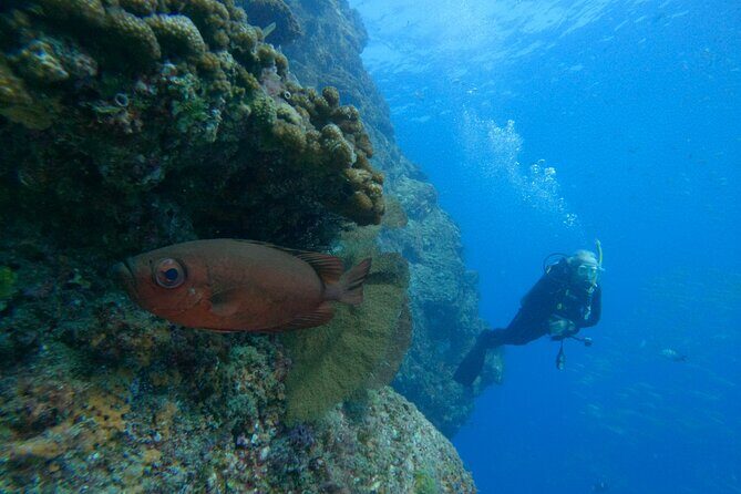Private Beginner Scuba Diving Experience in Cabo San Lucas - The Value of Personal Attention and Small Groups