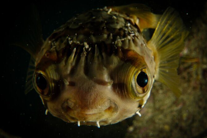 Private Beginner Scuba Diving Experience in Cabo San Lucas - Pricing and What You Get