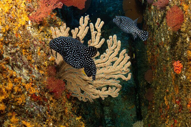 Private Beginner Scuba Diving Experience in Cabo San Lucas - The Sum Up: Who Should Book This Experience?