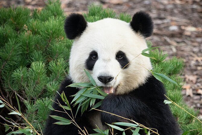 Private Beijing Tour Temple of Heaven Pandas and Summer Palace - Key Points