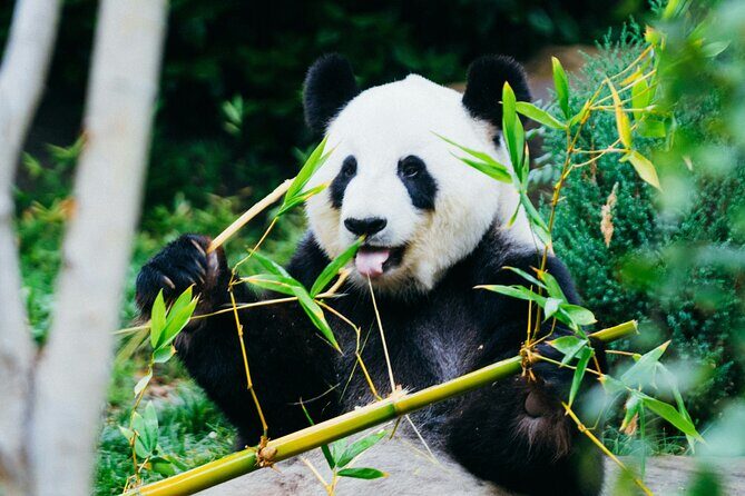 Private Beijing Tour Temple of Heaven Pandas and Summer Palace - Who Will Love This Tour?