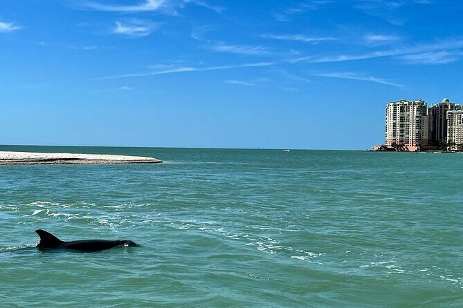 Private Best of Marco Island Dolphin Tour - What Makes This Tour Special