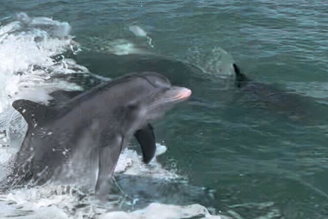 Private Best of Marco Island Dolphin Tour - Practical Details