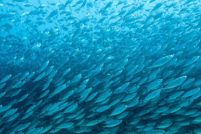 Private Big Island Snorkeling - The Practical Side: Logistics and Considerations