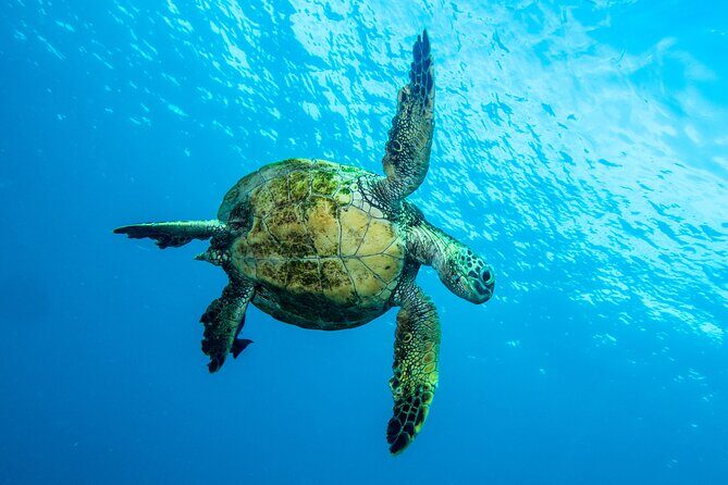 Private Big Island Snorkeling - What Travelers Are Saying