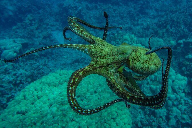 Private Big Island Snorkeling - FAQ