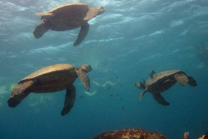 Private Biologist-Led Sea'fari (up to 10 passengers) - Key Points