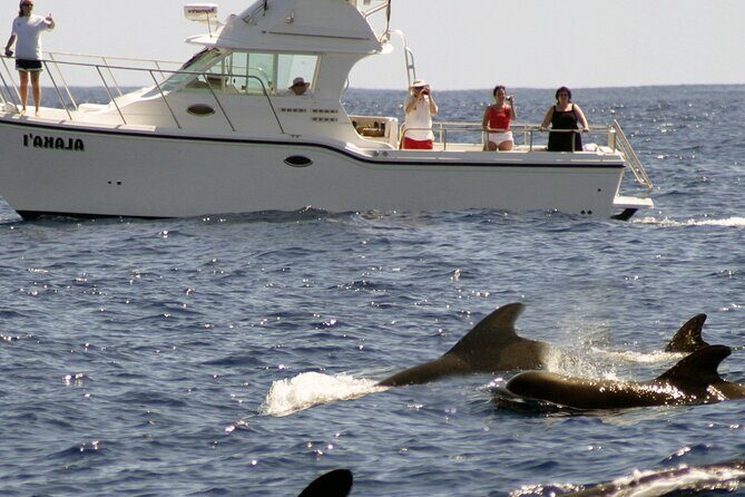 Private Biologist-Led Sea'fari (up to 10 passengers) - Wrapping It All Up