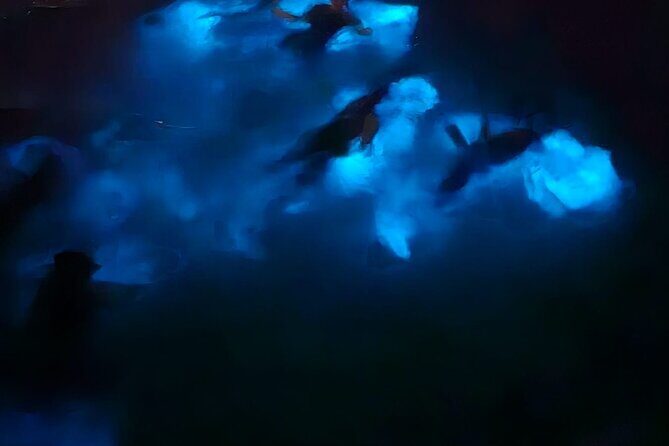 Private Bioluminescence Tour in Grand Cayman - FAQs