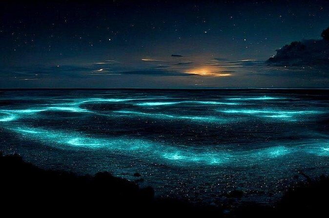 Private Bioluminescent Bay Tour - The Experience Through the Eyes of Travelers