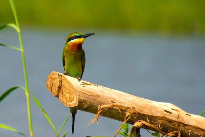 Private Bird watching and Nature trekking in Udawatta Kele Sanctuary - Frequently Asked Questions
