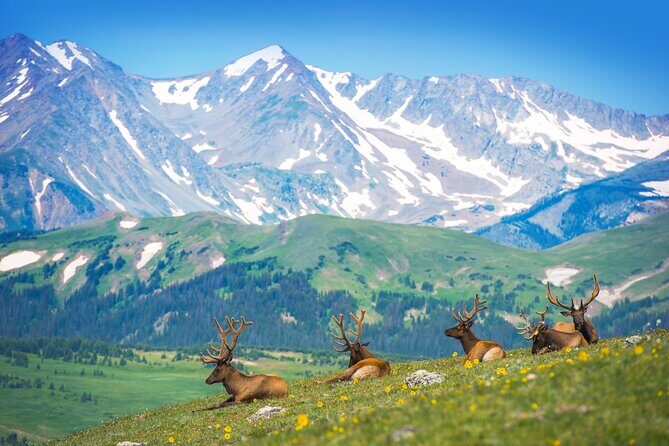 Private Birding Hike in Rocky Mountain National Park - Private Birding Hike in Rocky Mountain National Park: An Expert-Guided Wildlife Adventure Just Outside Denver
