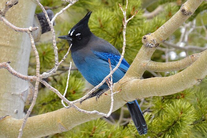 Private Birding Hike in Rocky Mountain National Park - The Experience in Practice