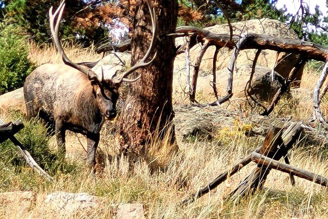 Private Birding Hike in Rocky Mountain National Park - FAQ