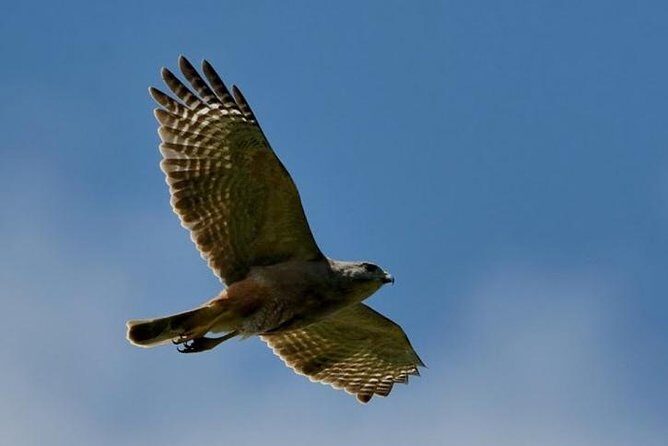Private Birdwatching in Los Haitises National Park - The Experience: What You Can Expect