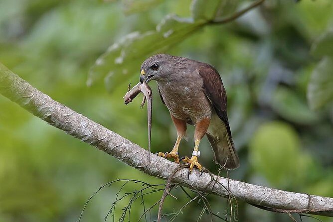 Private Birdwatching in Los Haitises National Park - Who Should Consider This Tour?