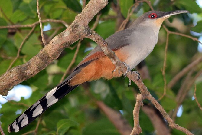 Private Birdwatching in Los Haitises National Park - Frequently Asked Questions