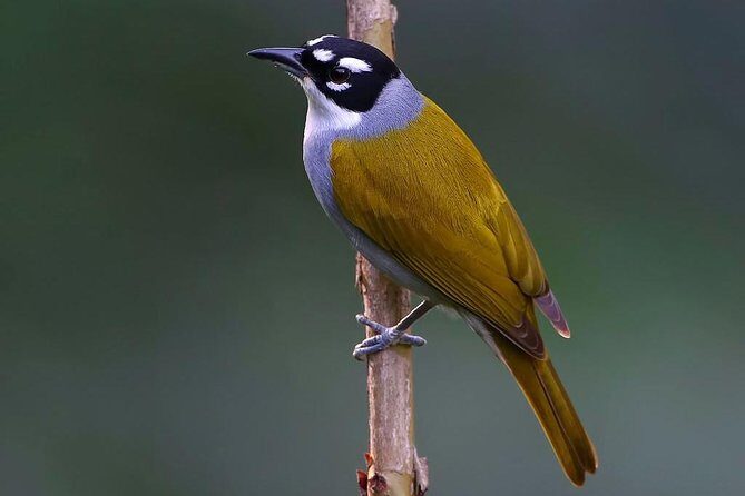 Private Birdwatching in Los Haitises National Park - Final Thoughts