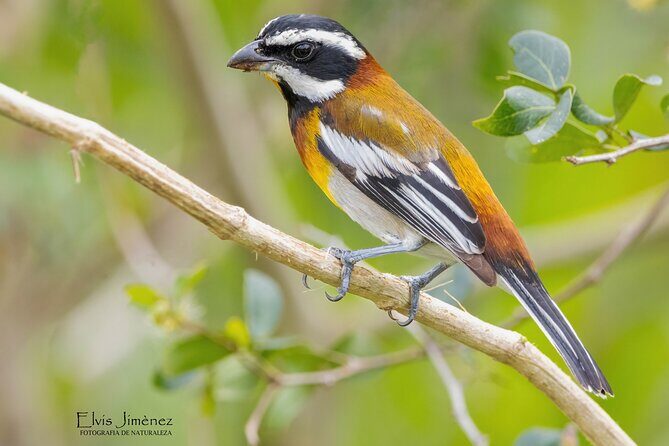 Private Birdwatching Tour with a Guide in Cozumel - The Experience in Depth: What You Can Expect