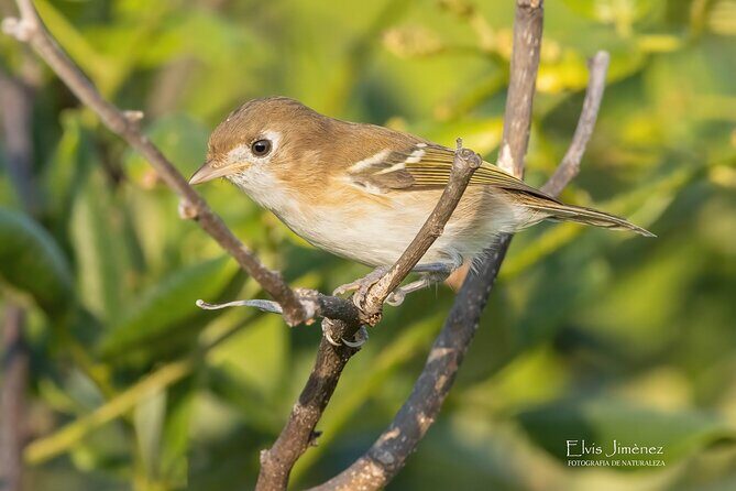 Private Birdwatching Tour with a Guide in Cozumel - Authentic Birding and Cultural Sightseeing