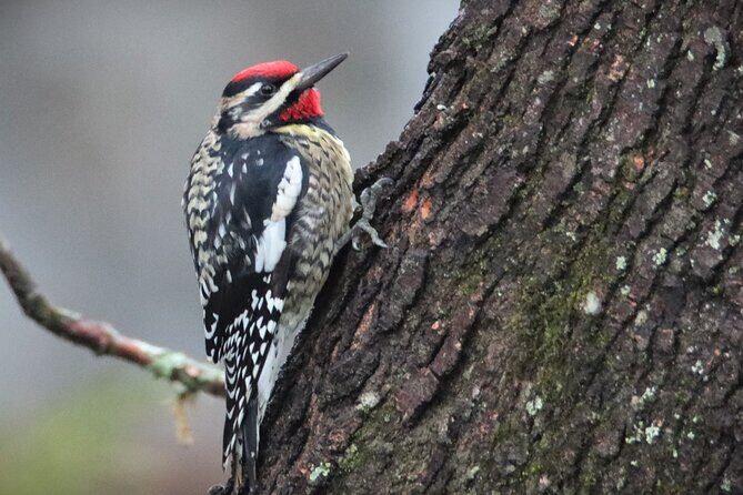 Private Birdwatching Walking Activity in Hendersonville - A Closer Look at the Experience