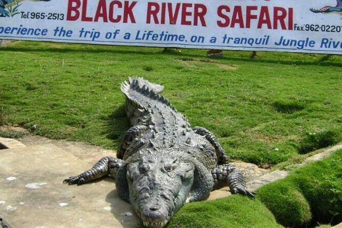 Private Black River Safari Tour from Montego Bay Resorts - Key Points