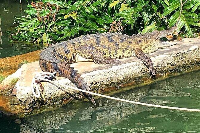 Private Black River Safari Tour from Montego Bay Resorts - What to Expect at Each Stop