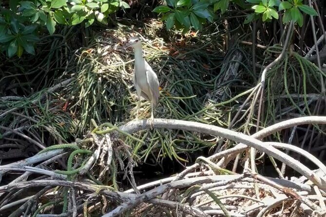 Private Black River Safari Tour from Montego Bay Resorts - What Do Travelers Say?