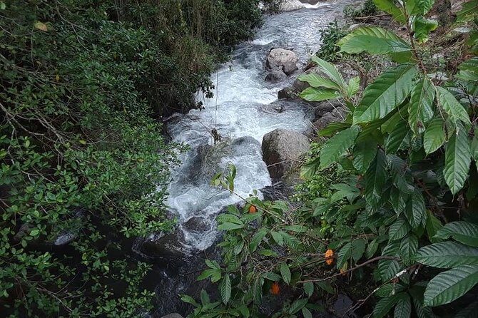 Private Blue Mountain tour from Ocho Rios - The Itinerary: What to Expect