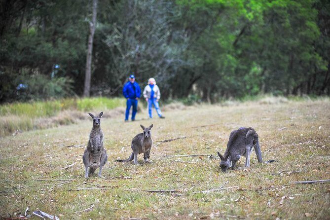 Private Blue Mountains and Winery Day-Trip from Sydney - Who Will Love This Tour?