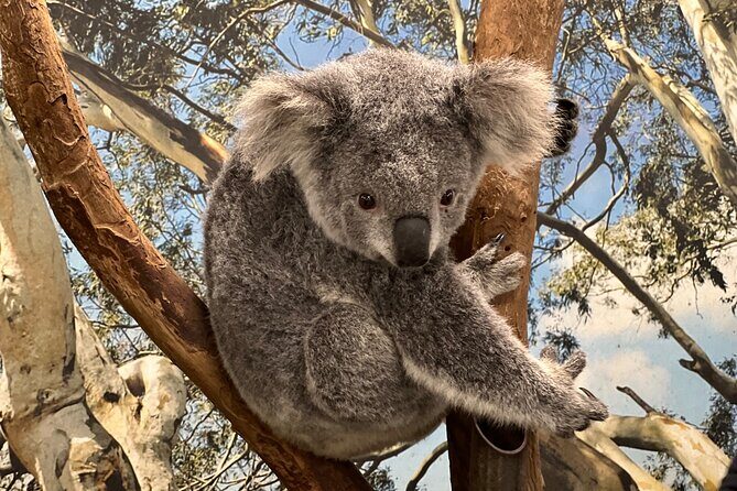 Private Blue Mountains Day Trip VIP from Sydney luxury Mercedes - Why This Tour Offers Excellent Value