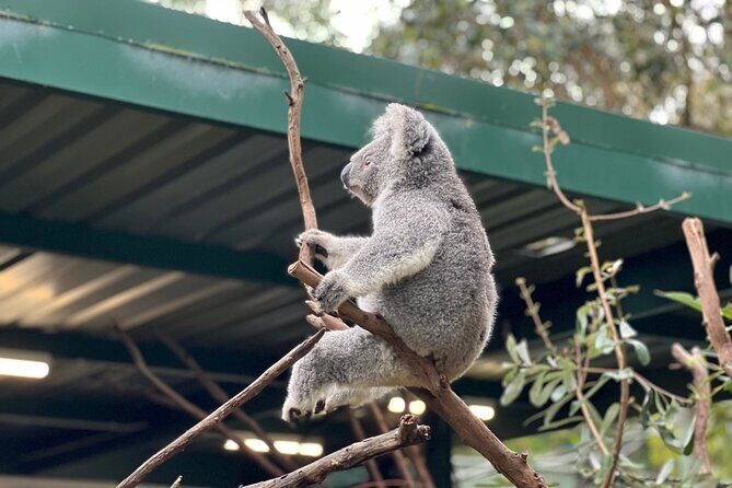 Private Blue Mountains Day Trip VIP from Sydney luxury Mercedes - Who Will Love This Tour?