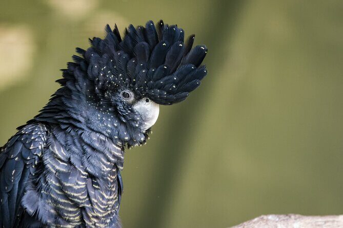PRIVATE Blue Mountains, Scenic World & Australian Wildlife Tour - FAQ